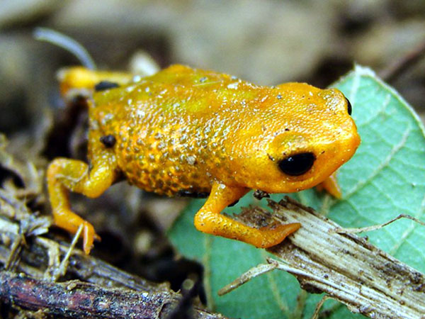 Biologist makes leap with three-fingered frog discovery | Inquirer News