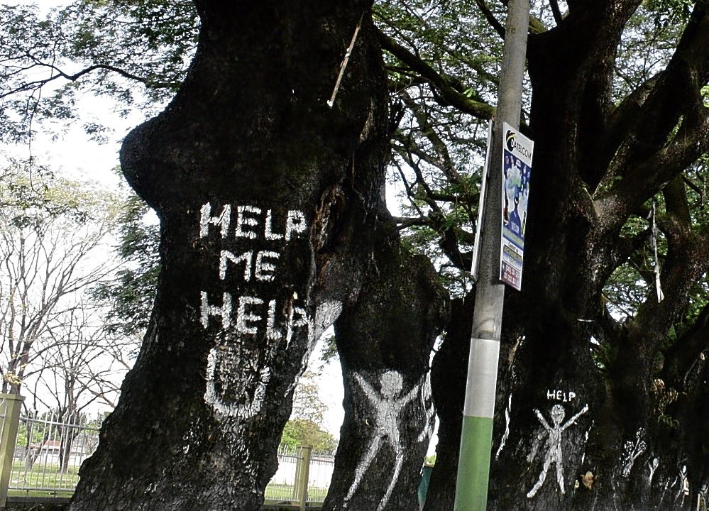 More trees face cutting for road-widening plan | Inquirer News