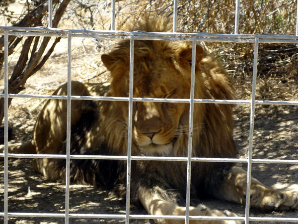 Family: Death of woman in lion cage was accident | Inquirer News