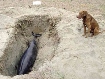 Dolphins found dead with bullet wounds | Inquirer News