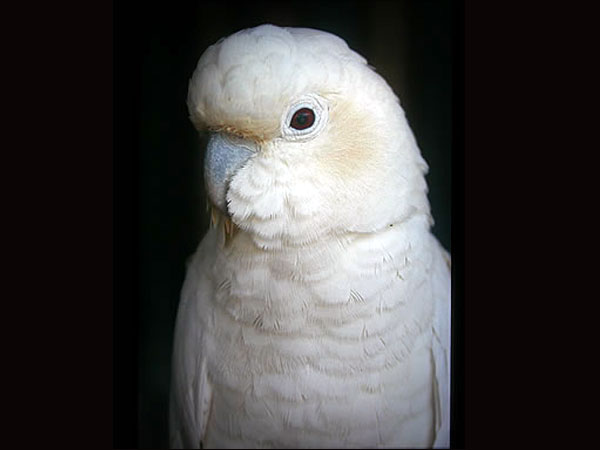 Proposed coal plant in Palawan may doom ‘Katala’ conservation efforts ...