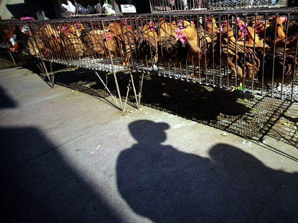 China reports four more cases of new bird flu strain | Inquirer News