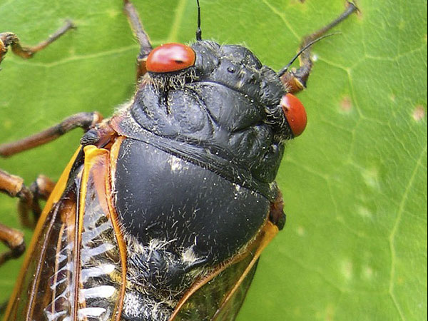 US faces cicada invasion, millions poised to emerge | Inquirer News