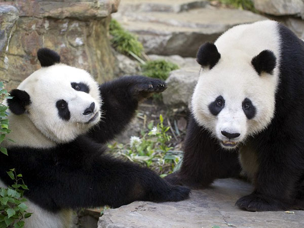 Australian zoo hoping for first panda birth Down Under | Inquirer News