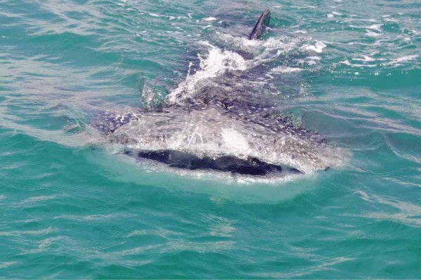 ‘Butanding’ lifts town’s tourism industry | Inquirer News