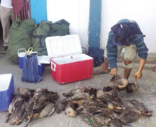 7 nabbed for hunting wild ducks in Nueva Ecija | Inquirer News