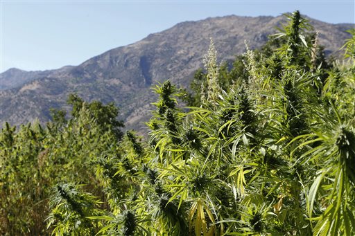 Morocco seizes ton of cannabis transported on camelback | Inquirer News