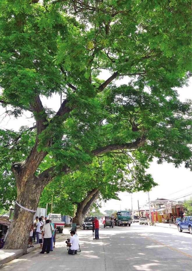 79 trees to fall for oval project | Inquirer News