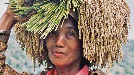 Women’s unheralded role in rice farming | Inquirer News