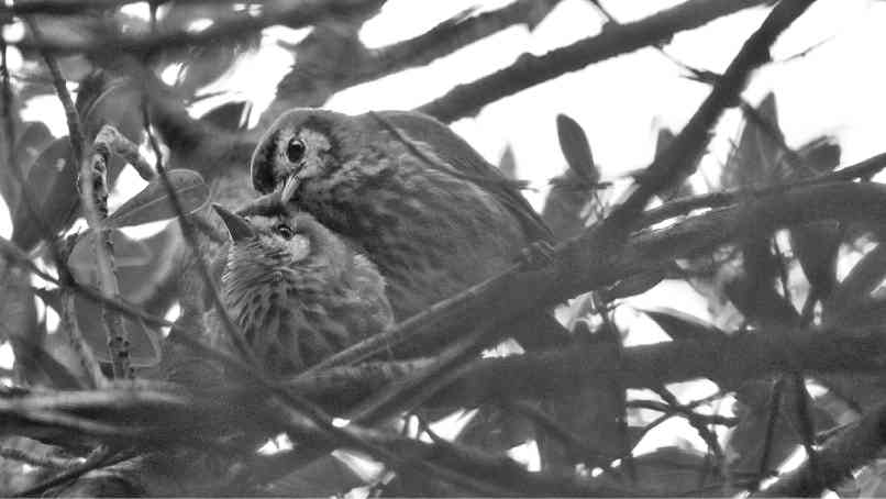 A rare glimpse of Panay’s endemic birds | Inquirer News