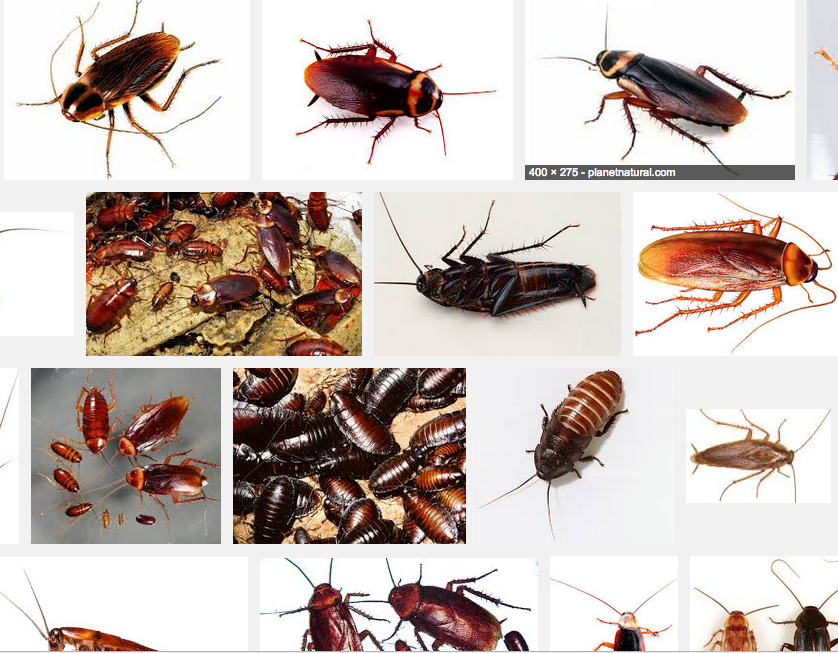 Japan zoo takes on cockroach PR role | Inquirer News