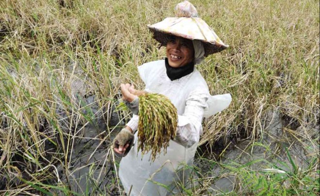 Kalinga city stops 2nd rice cropping due to typhoon | Inquirer News