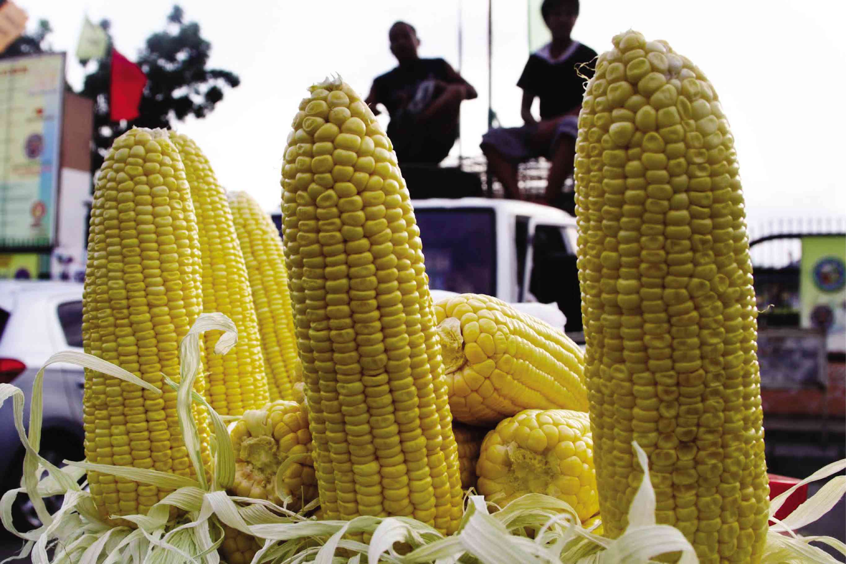 Corn as staple food a matter of cultural taste | Inquirer News