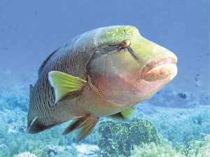 Finding ‘mameng’: PH losing reef fishes | Inquirer News