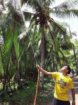 ‘Cocolisap’ wreaks havoc in Basilan | Inquirer News