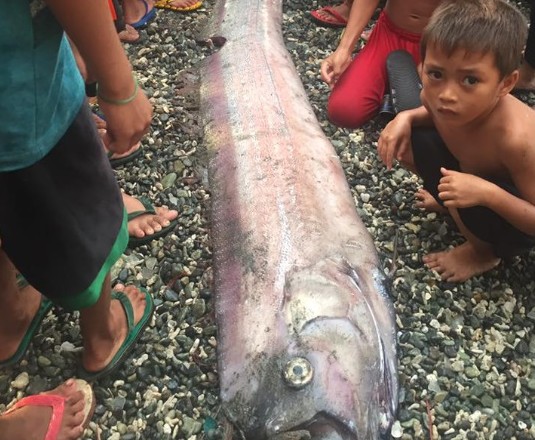 LOOK: Another oarfish found on Cagayan de Oro shore | Inquirer News