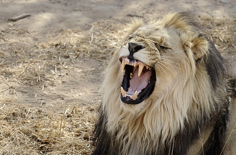 Four lions escape from park, sparks cautious hunt in South Africa ...