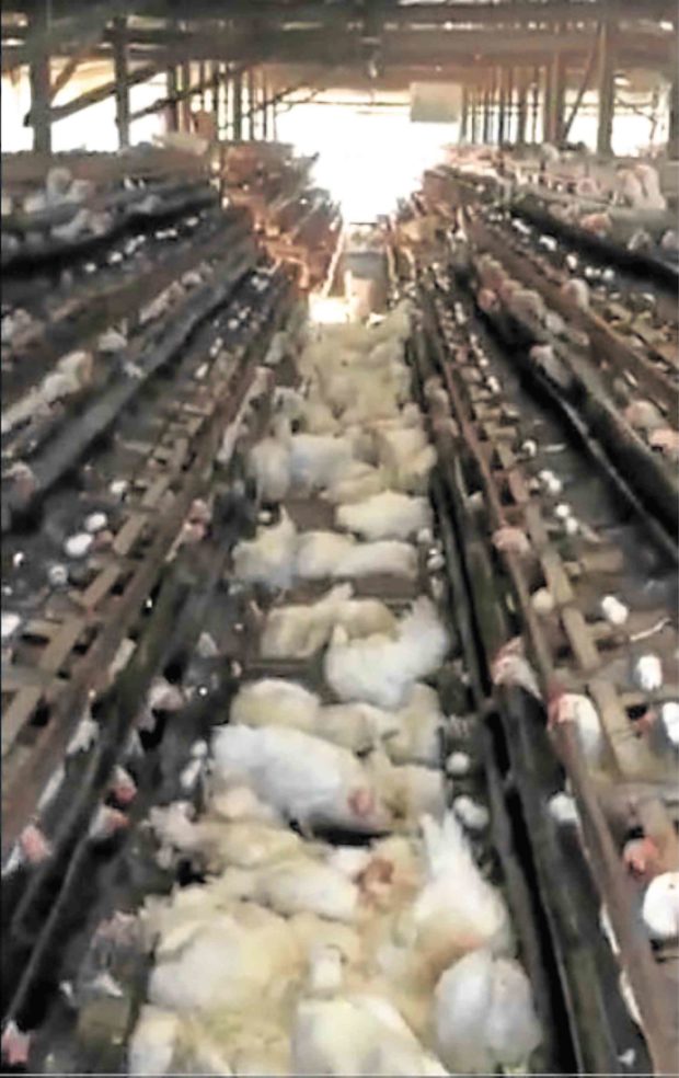 In Nueva Ecija, culling of chickens, quails starts | Inquirer News