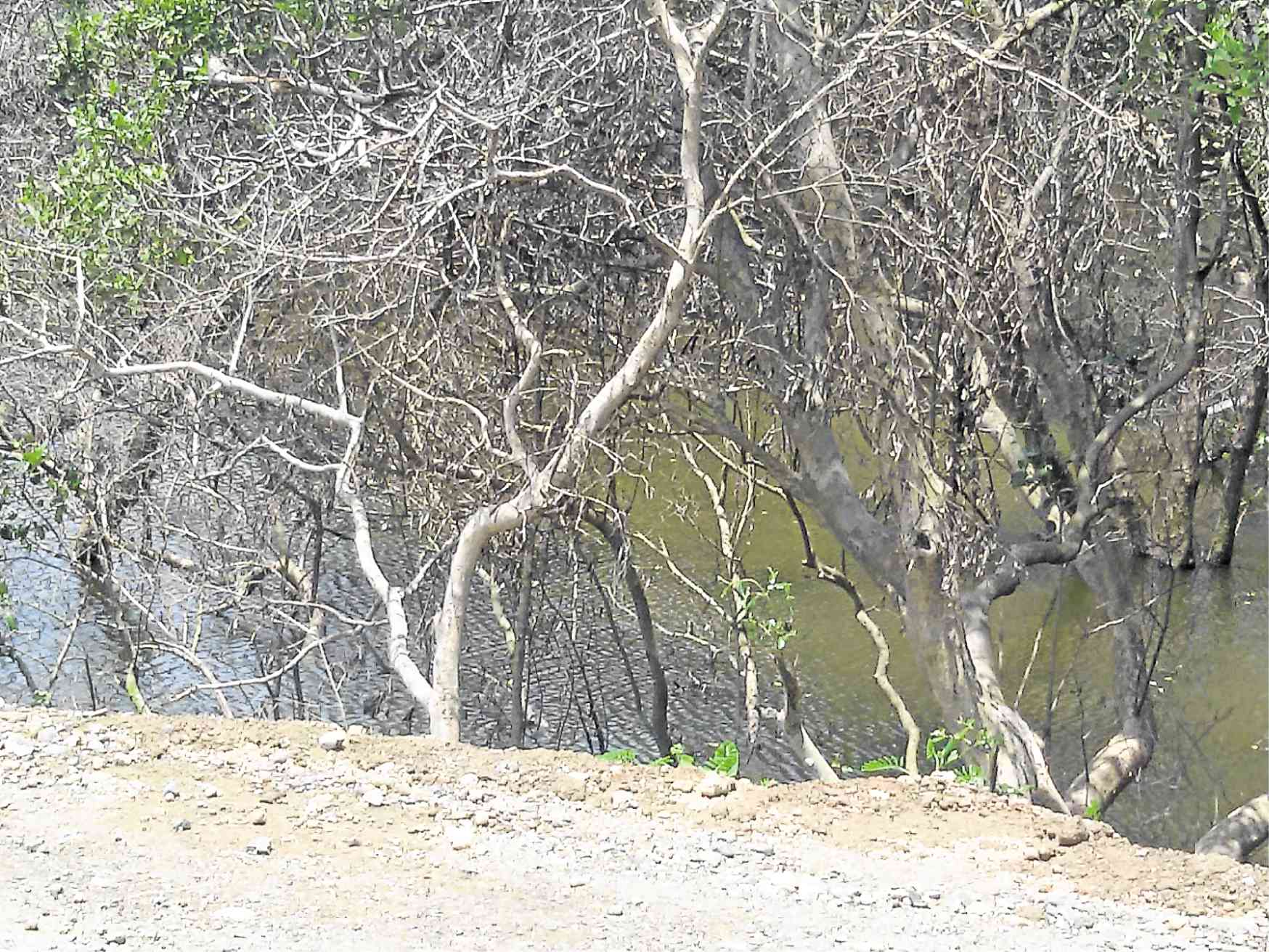 Iloilo beautification projects killing mangroves | Inquirer News