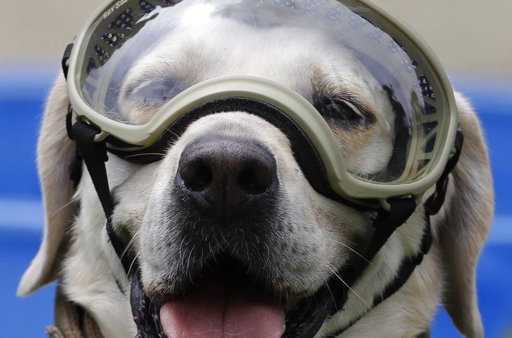 Mexican rescue dog Frida becomes symbol of earthquake hope | Inquirer News