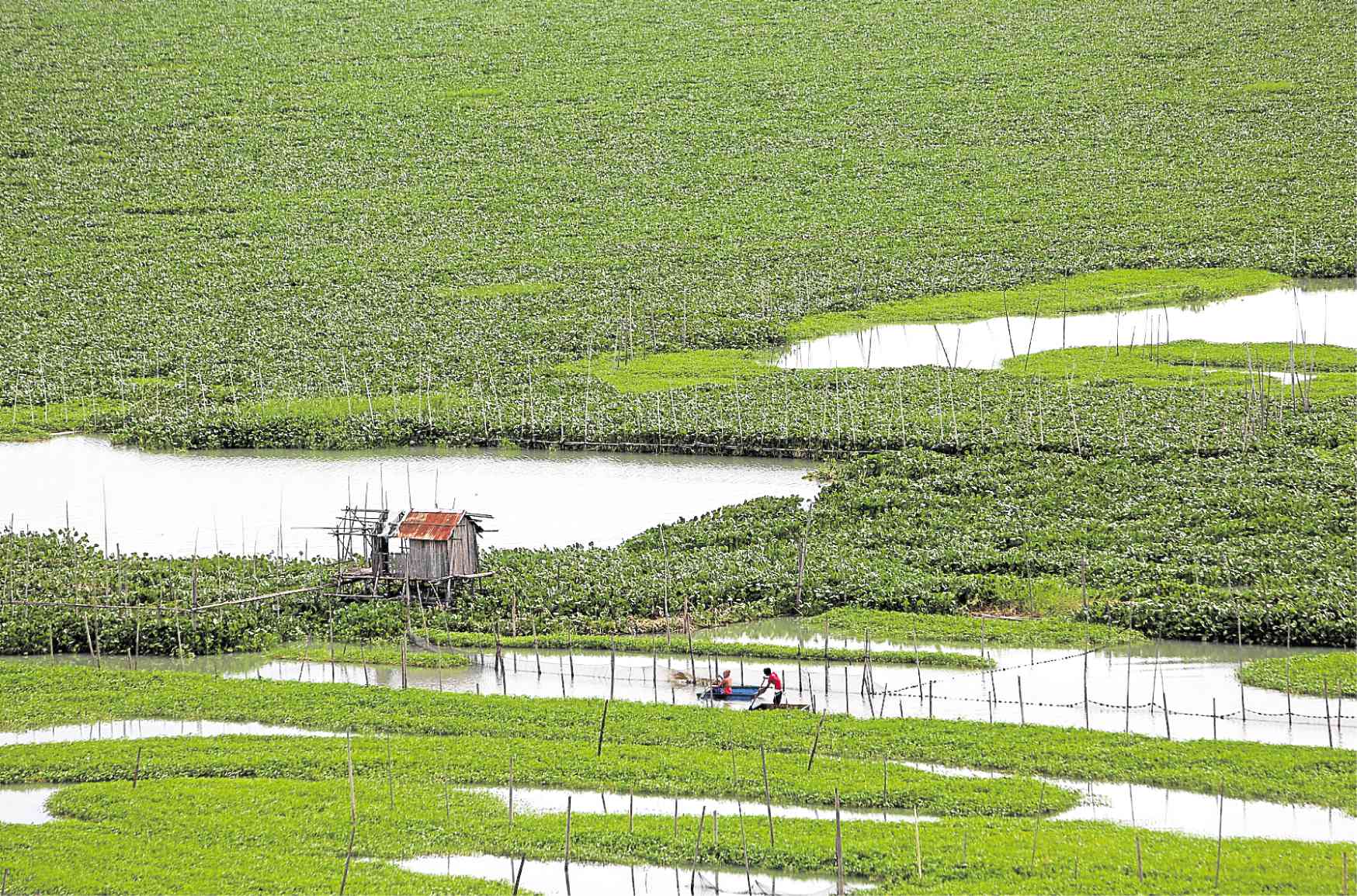 Water hyacinths choke Rizal town | Inquirer News