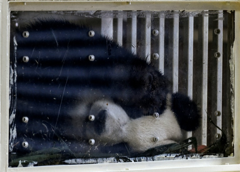 Sad farewell as Malaysia-born panda heads to China | Inquirer News