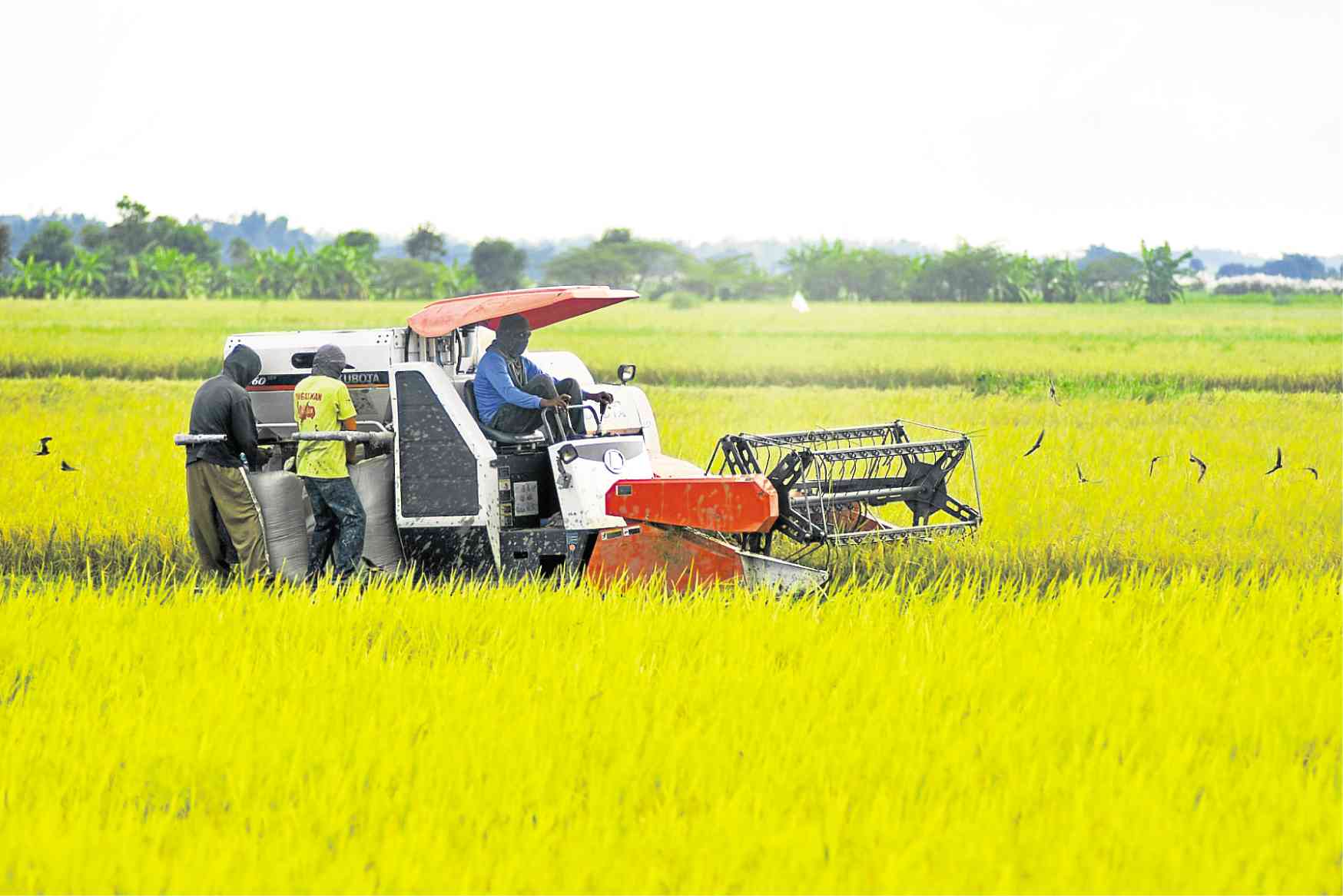 Leni bats for farmer support in visit to Ecija agri lands | Inquirer News