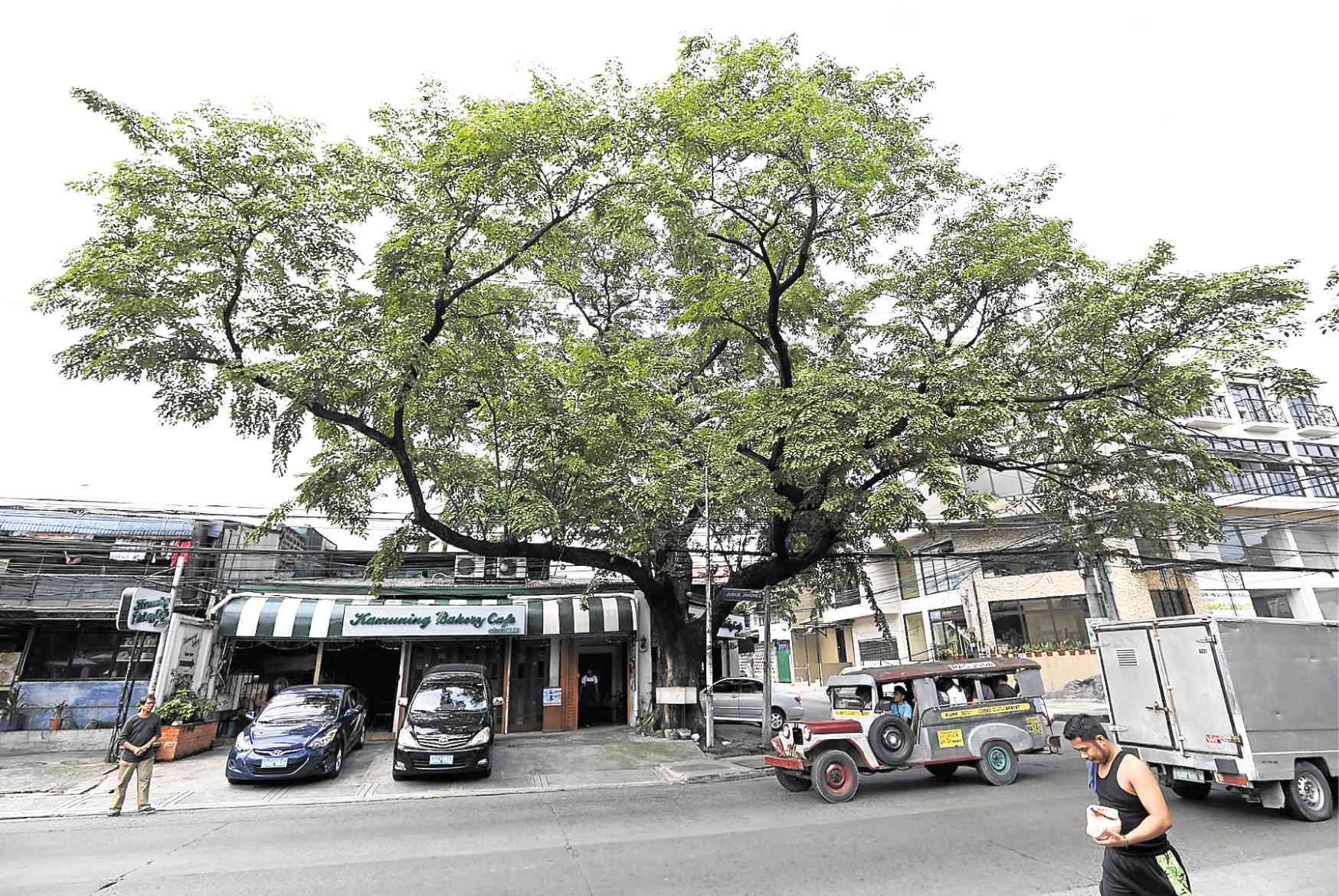 New ordinance seeks to protect city’s enduring towers of green ...