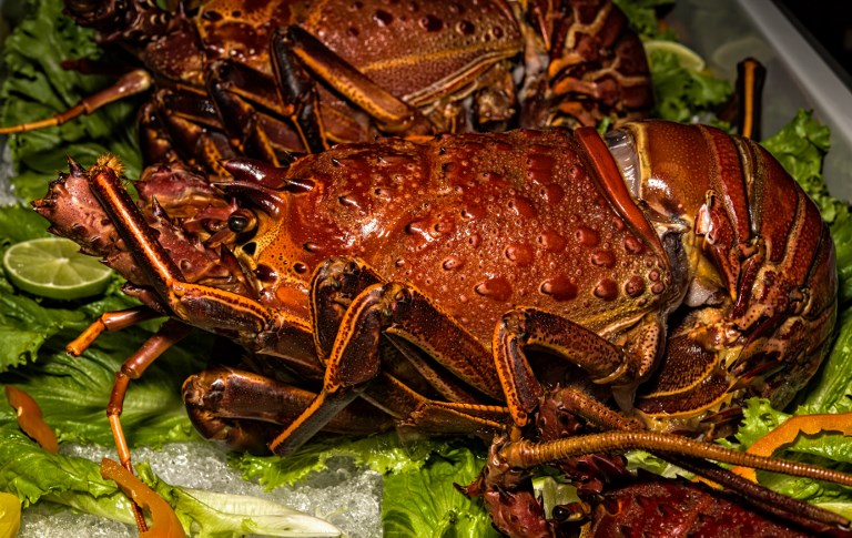 Only brain dead lobsters fit for cooking in Switzerland | Inquirer News
