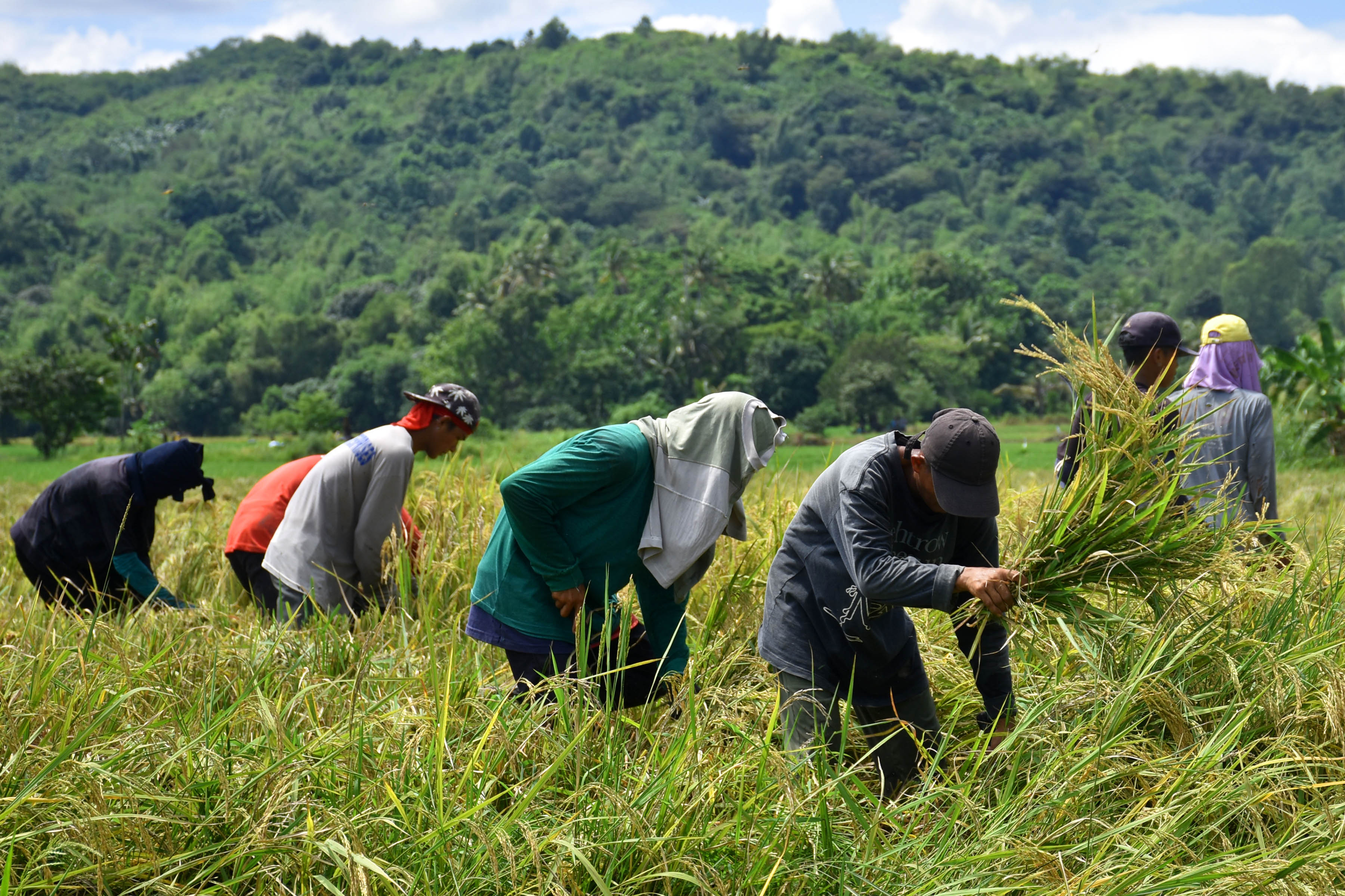 Farmers to gov’t: Help us, we’ll give rice | Inquirer News