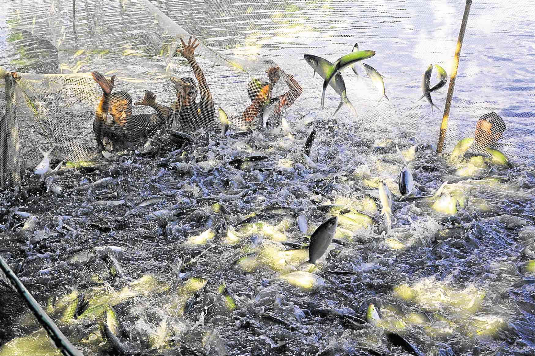 Marine expert: Don’t expect organic ‘bangus’ on dinner tables ...
