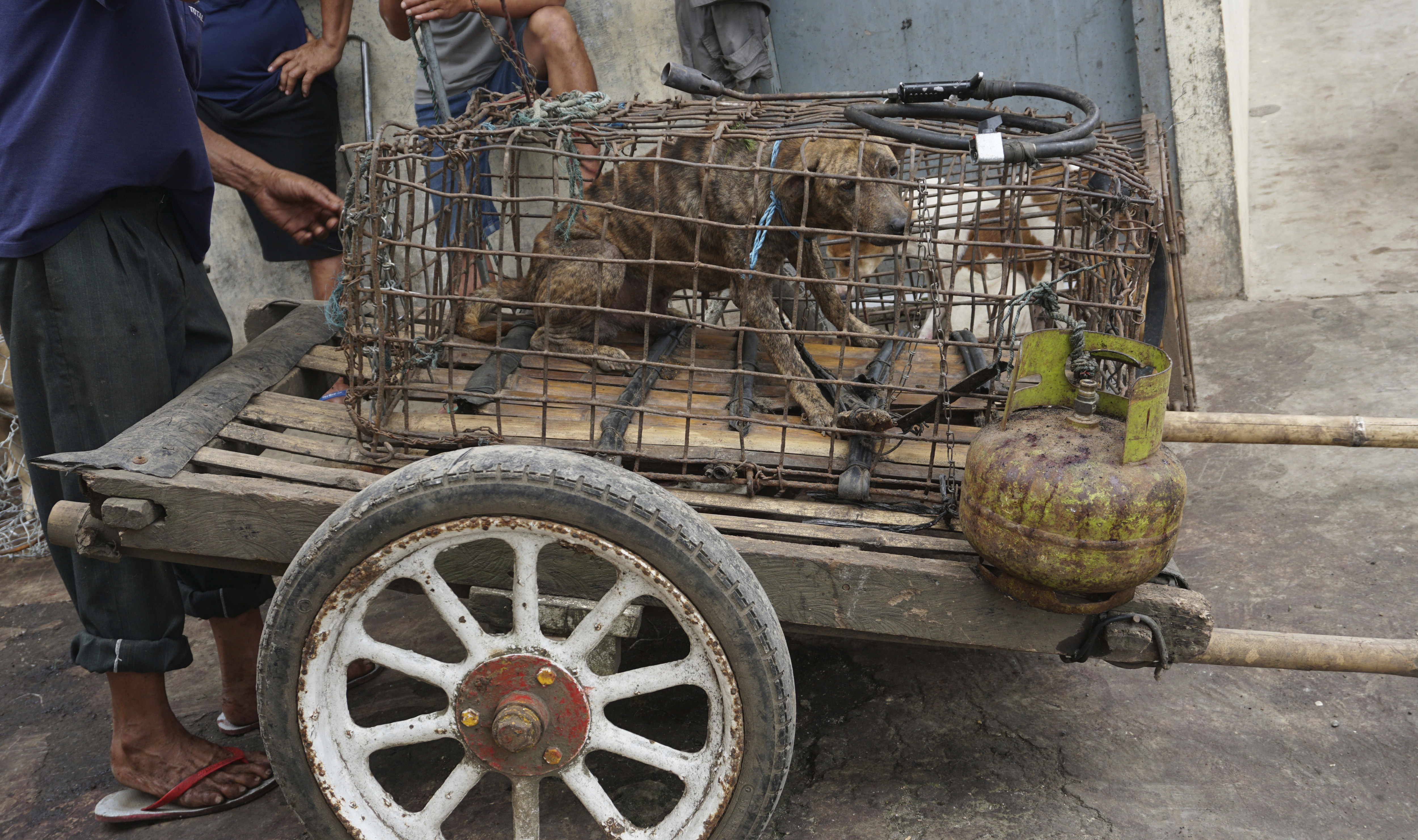 Stars urge Indonesia to ban 'brutal' trade in dog meat | Inquirer News