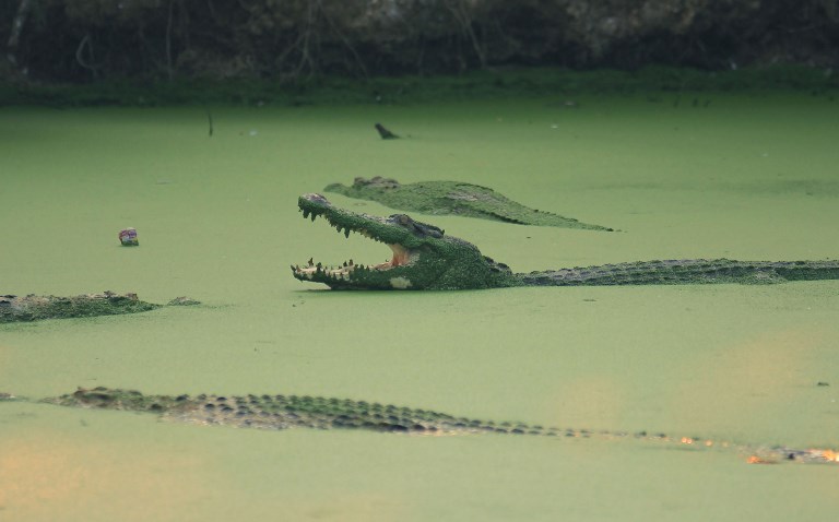 Indonesian mob slaughters 'hundreds' of crocs in revenge attack ...