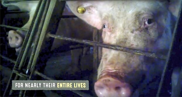 Undercover video shows pig abuse but also common practices | Inquirer News