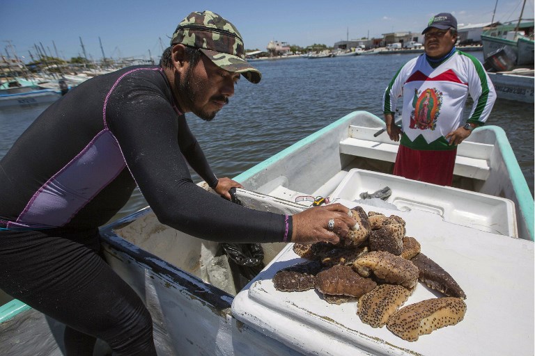 Trader gets prison for overharvesting sea cucumbers | Inquirer News