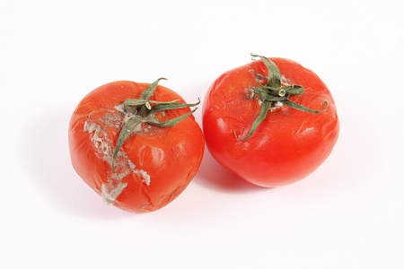 Tons of rotten tomatoes end up as animal feed, landfill in Laguna ...