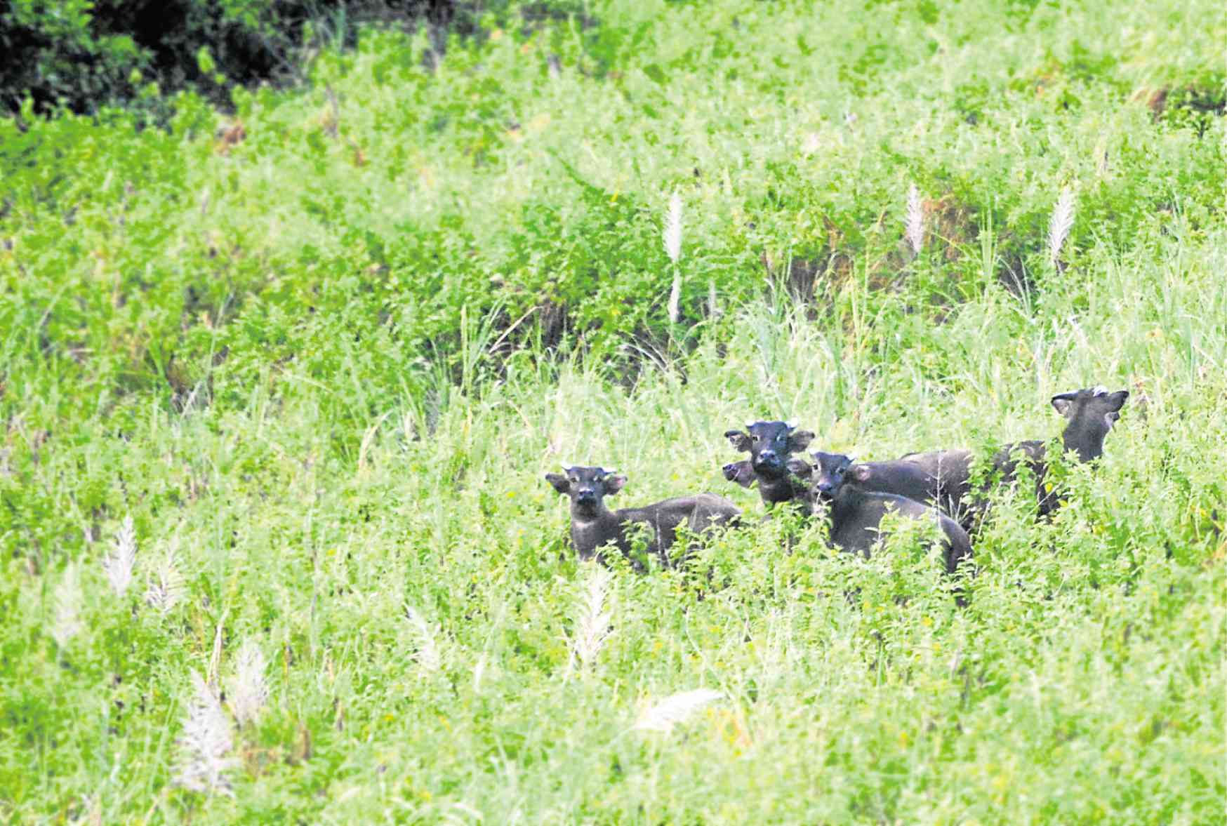 Close encounter with Kalibasib | Inquirer News