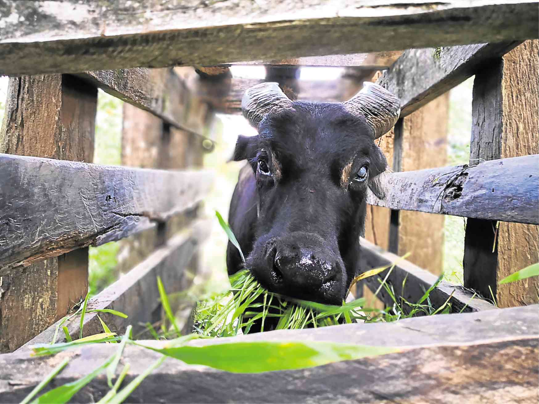 Close encounter with Kalibasib | Inquirer News