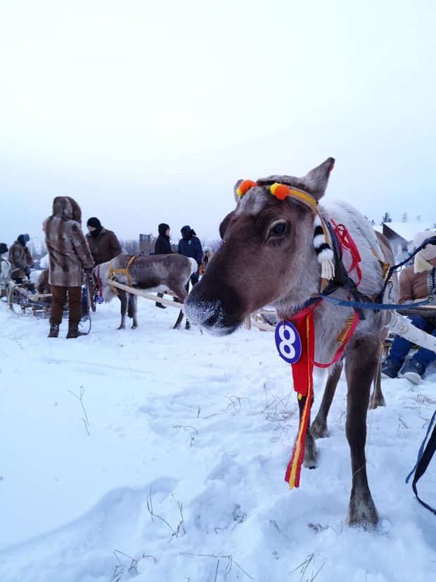 Meet the only tribe in China that breeds reindeer | Inquirer News