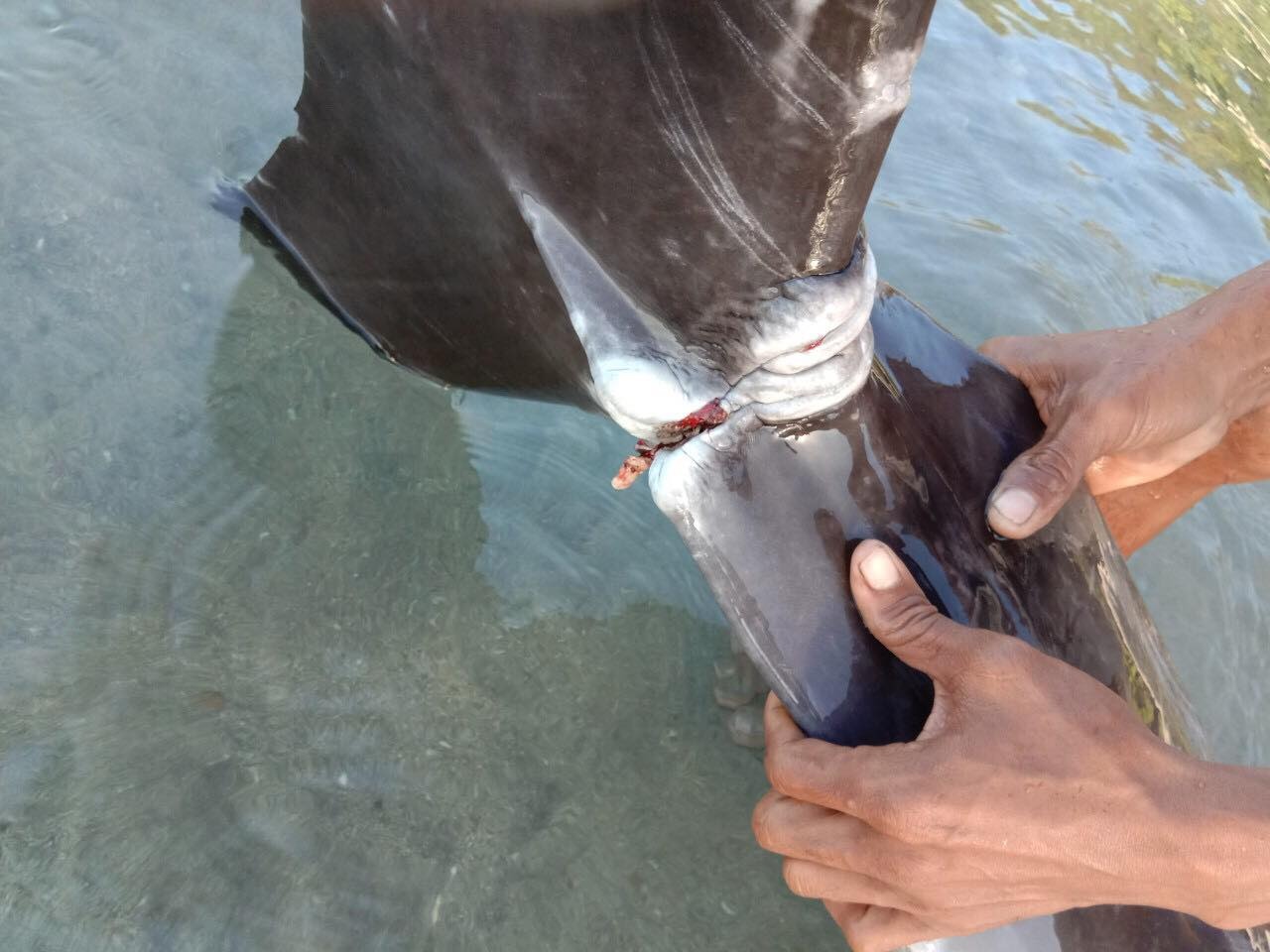 LOOK: Locals, gov't authorities rescue seriously injured dolphin in ...