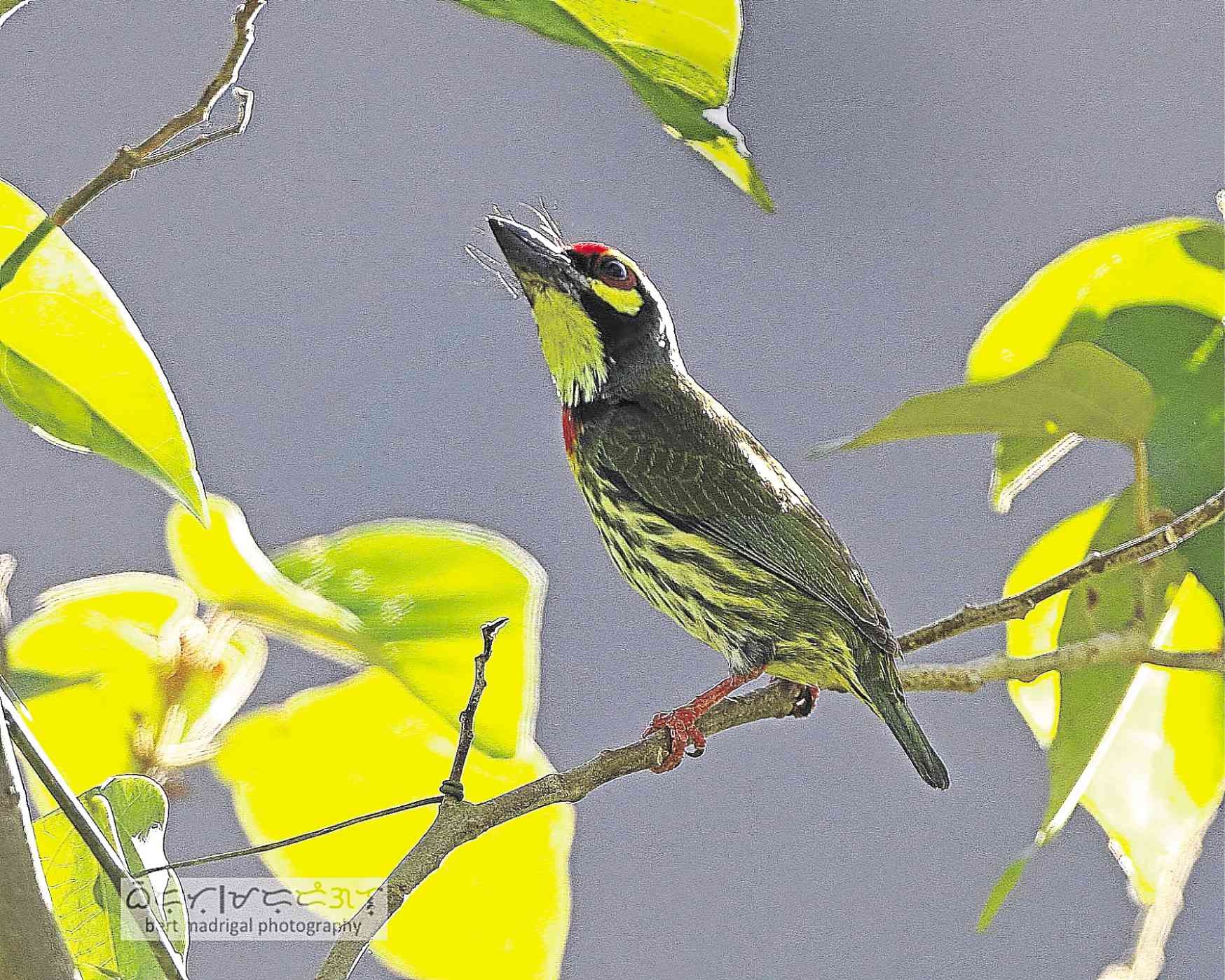 See that ‘pokpok’? The thrills and trills of UP bird-watching ...
