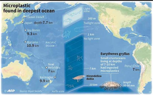 Plastic ingested by deepest ocean dwellers | Inquirer News