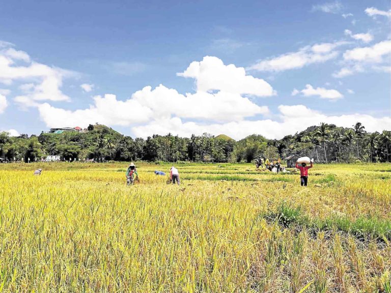 Cotabato farms dry up; crop losses at P675M | Inquirer News