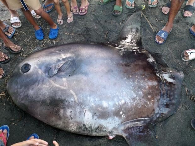Rare ocean sunfish beached in Calapan City | Inquirer News