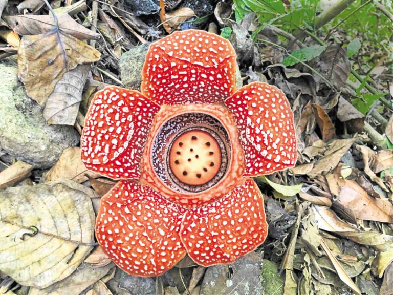 Rafflesia blooms greet Lent hikers | Inquirer News