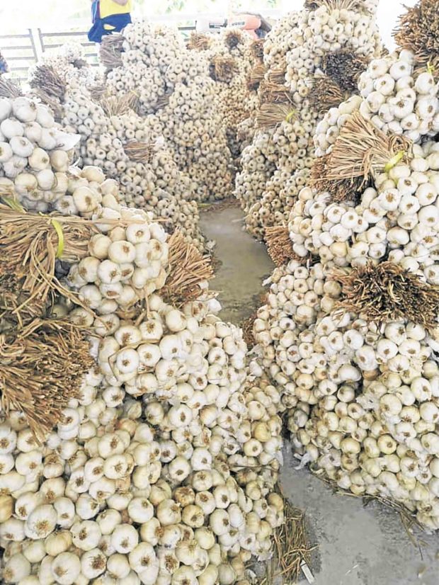 DA seeks market for Mindoro garlic | Inquirer News