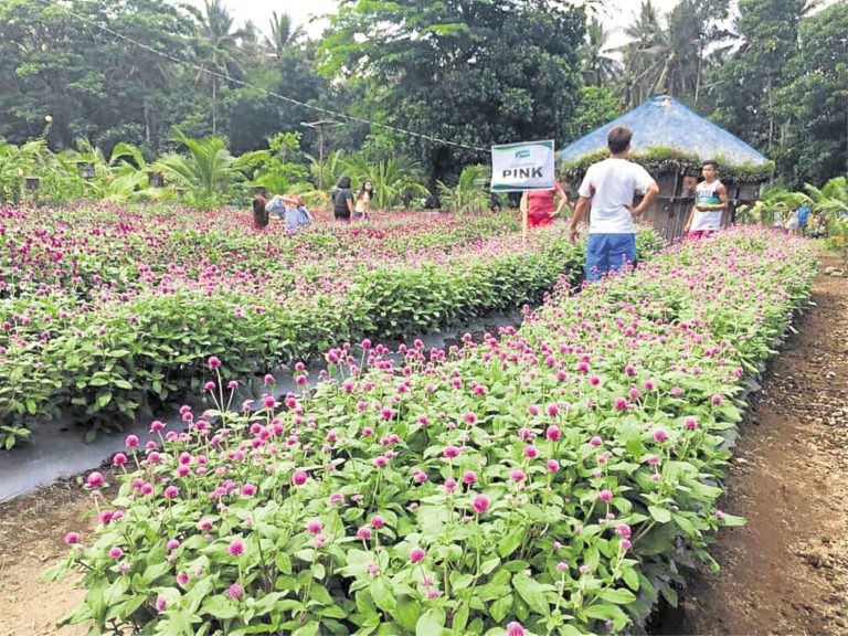 Farm tourism: Albay opens agri one-stop shop | Inquirer News