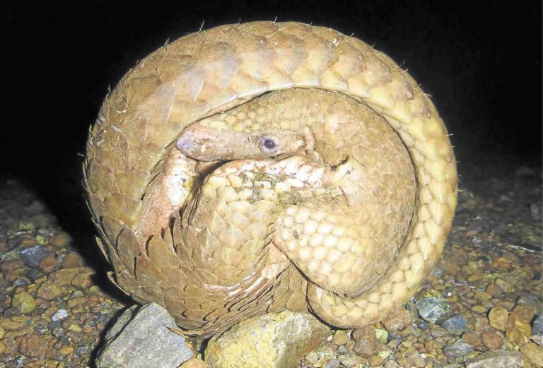 Despite rescue, survival slim for ‘stressed’ pangolins | Inquirer News
