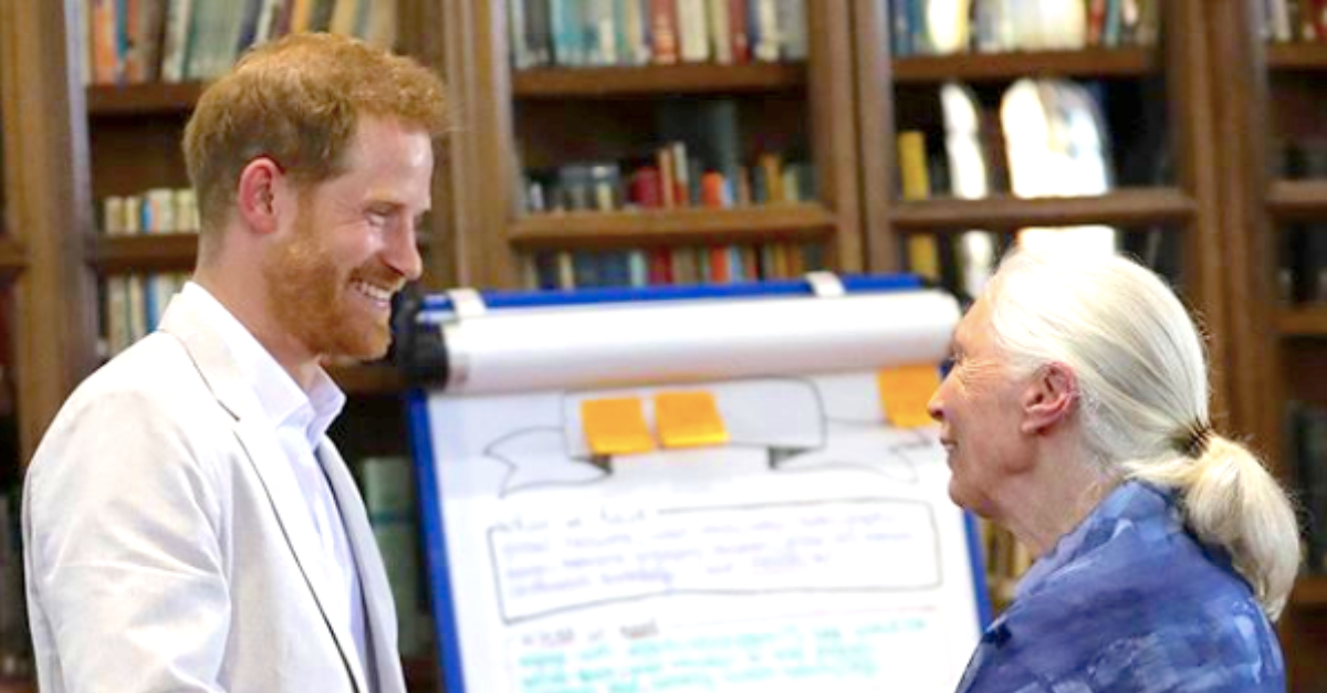 Prince Harry, Jane Goodall greet each other as chimps | Inquirer News