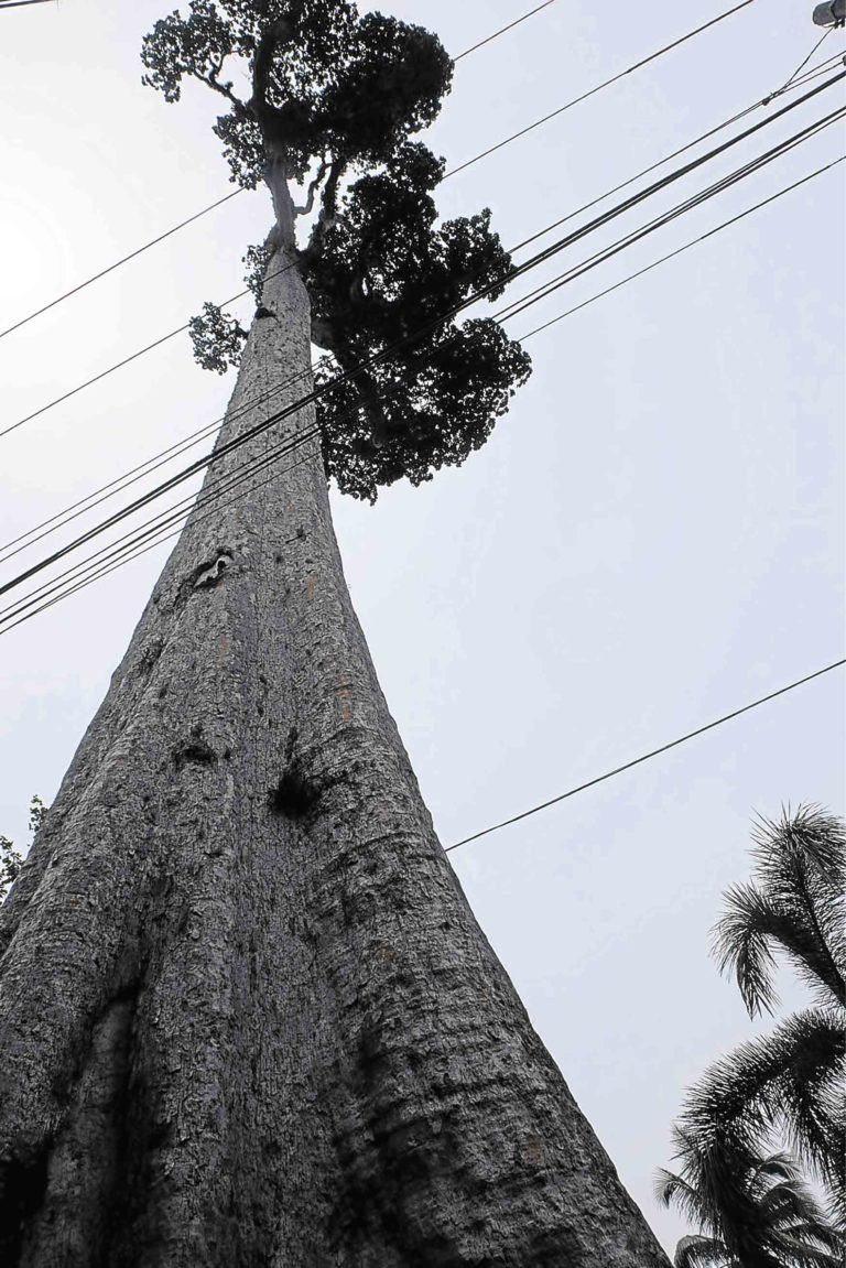 PH's oldest, tallest tree spared from cutting | Inquirer News